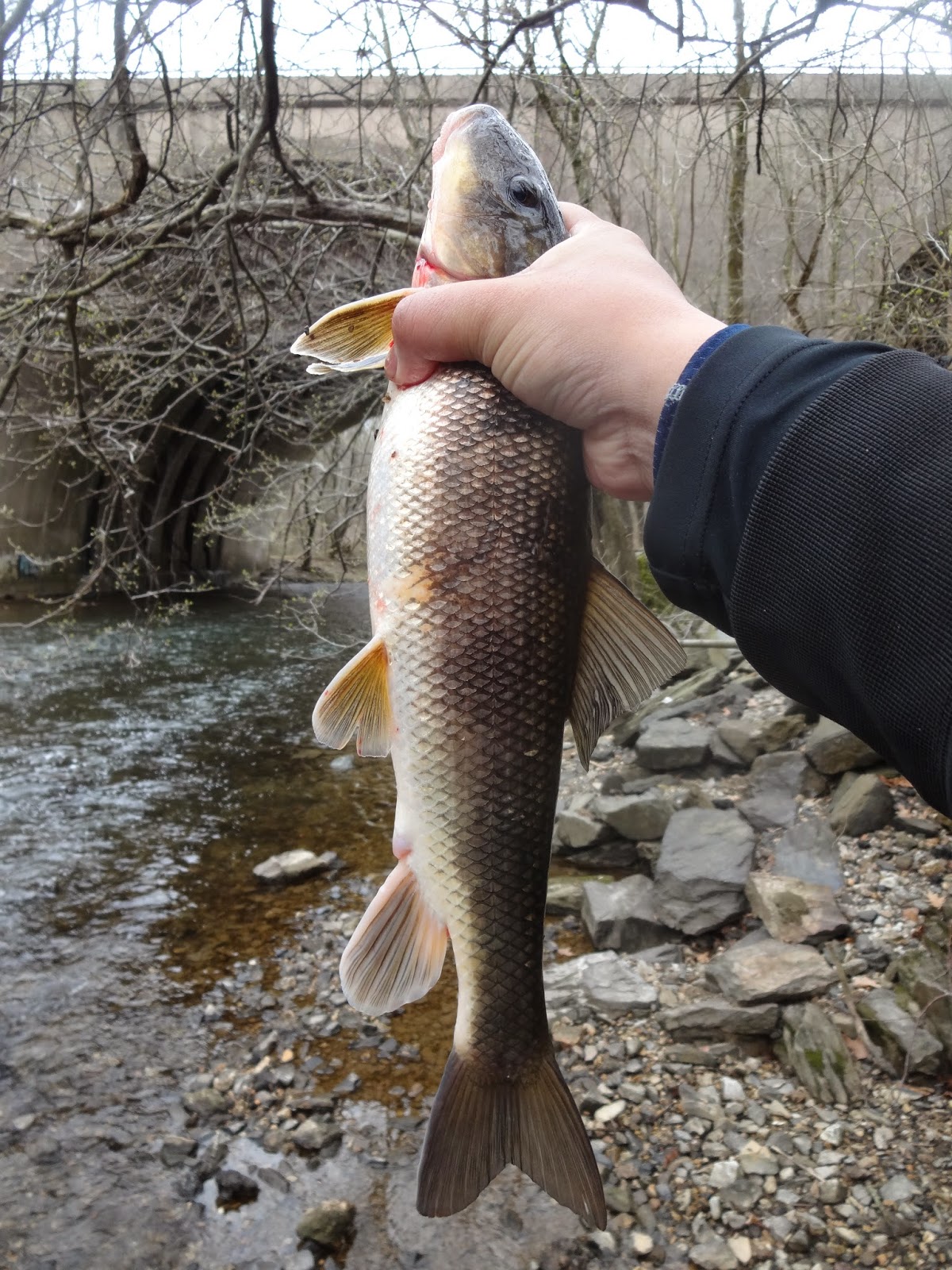 Extreme Philly Fishing: Exploring the Pennypack Creek in Northeast ...