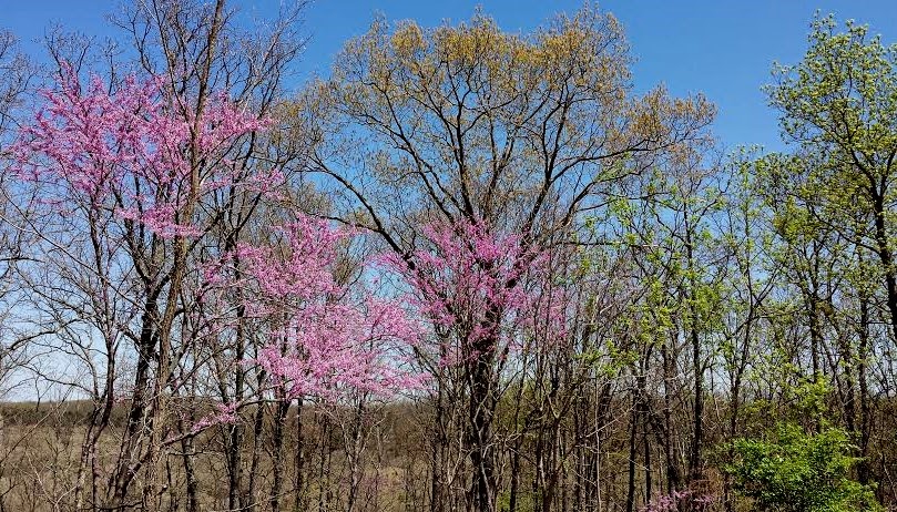Divinebunbun's Rugged Rural Missouri: Valley View Glades in Spring