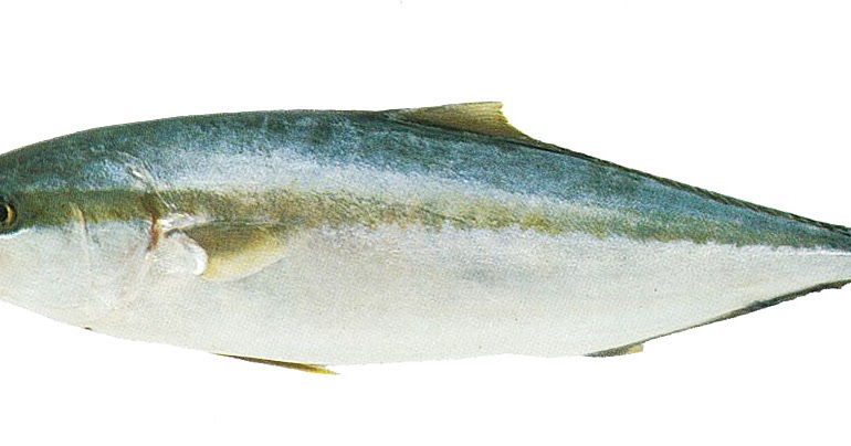 kingfish