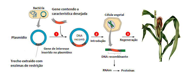 Genes em Demes - Banco de Questões de Biologia: Novembro 2012