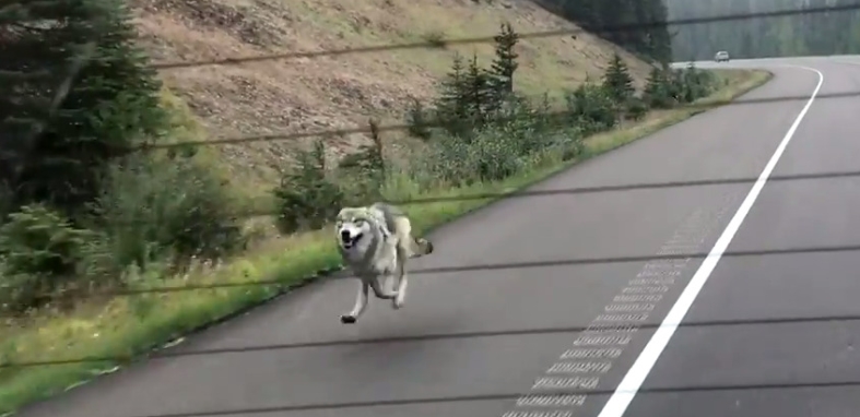 White Wolf : Encounter of a lifetime: Amazing footage shows a wild wolf ...