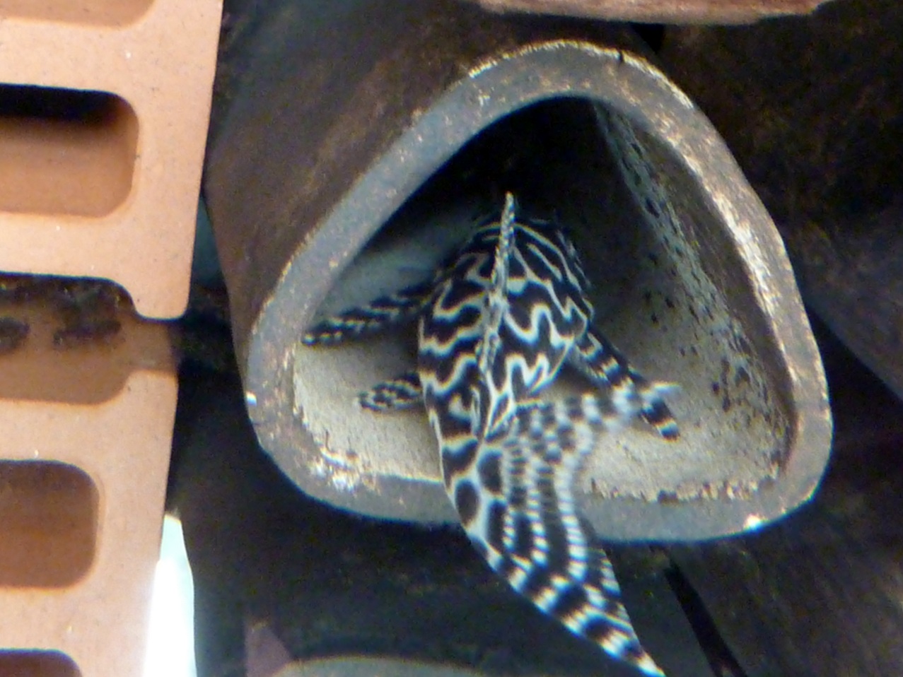 My Pleco: L236 - Hypancistrus sp. (L236)