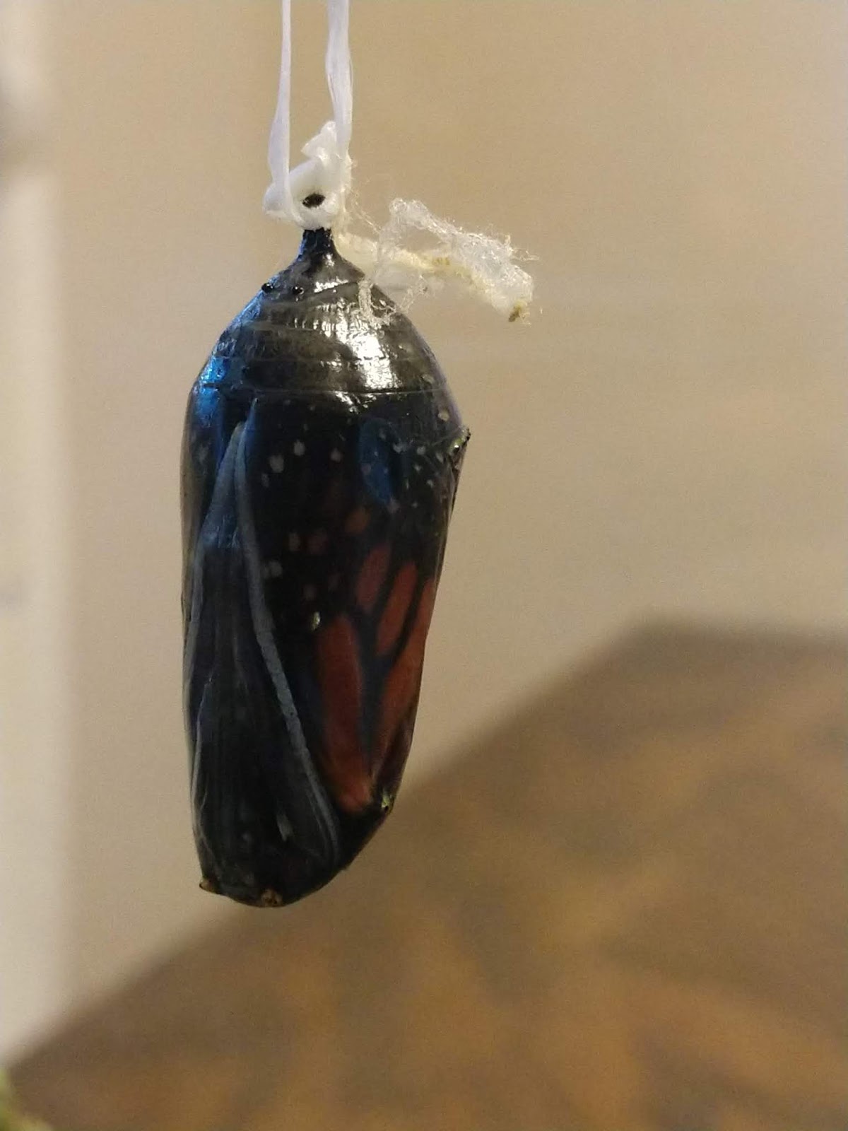 Monarch Hatching- Lifecycle