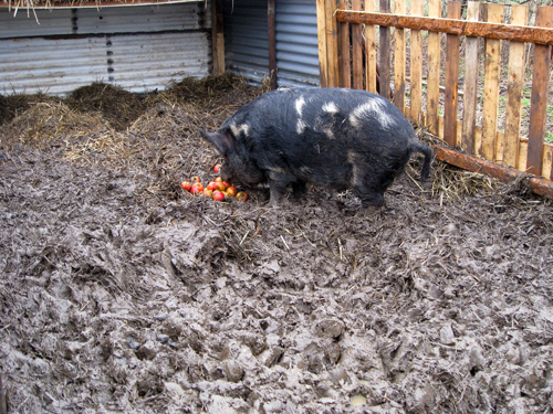 Little Pet Pigs: The truth about pigs and mud
