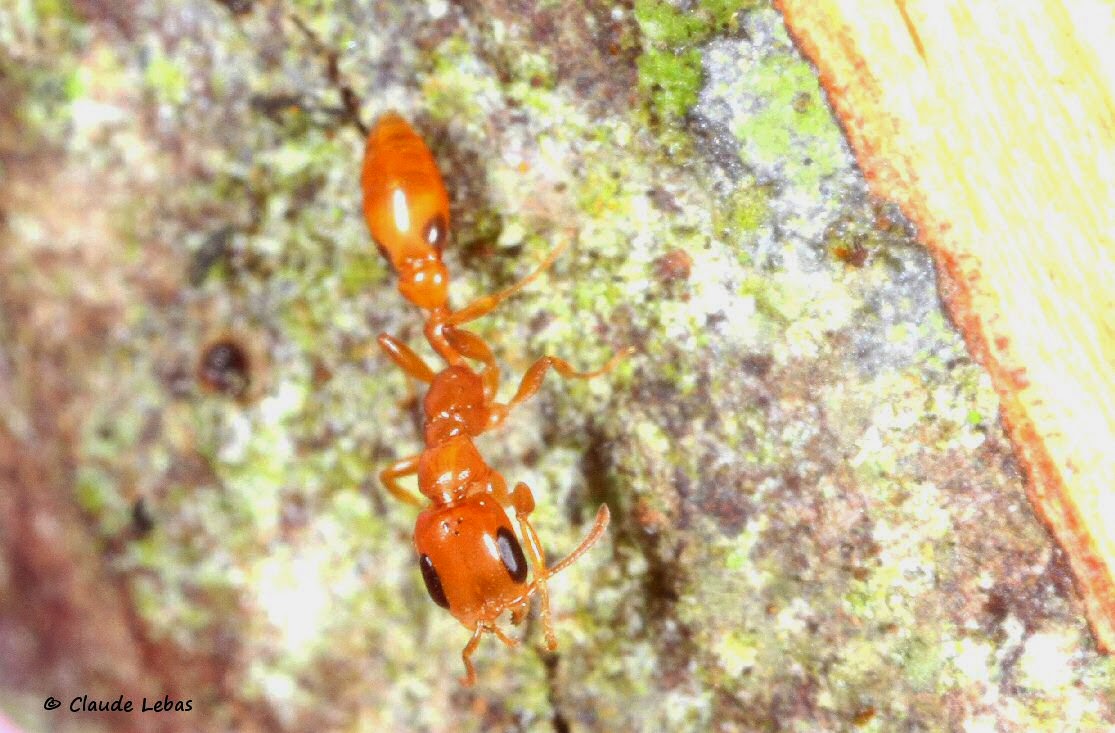 fourmis du Mexique: Pseudomyrmex simplex