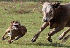 The Catahoula Cow Dog: Catahoula Cur, The Louisiana Cattle Dog