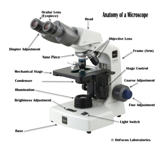the beauty of bioprocess: March 2012