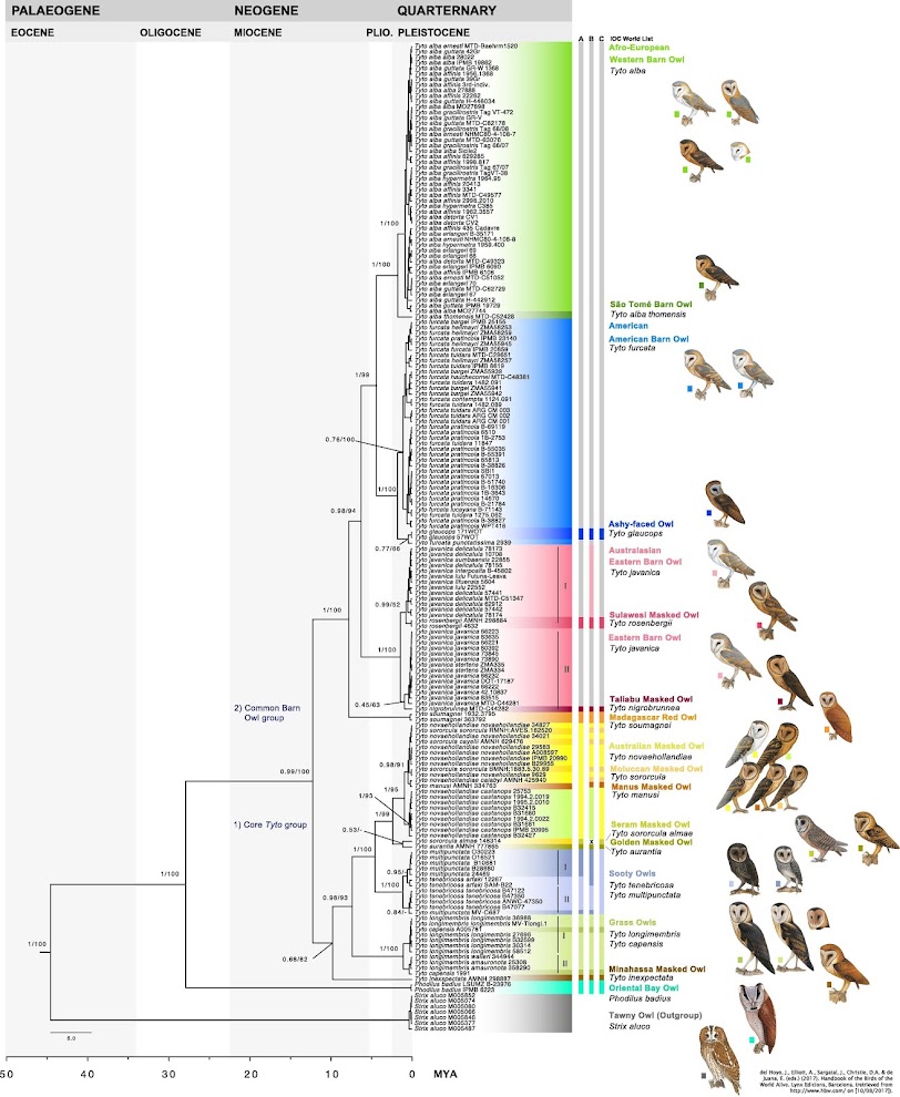 Species New to Science: [Ornithology • 2018] Comprehensive Molecular ...