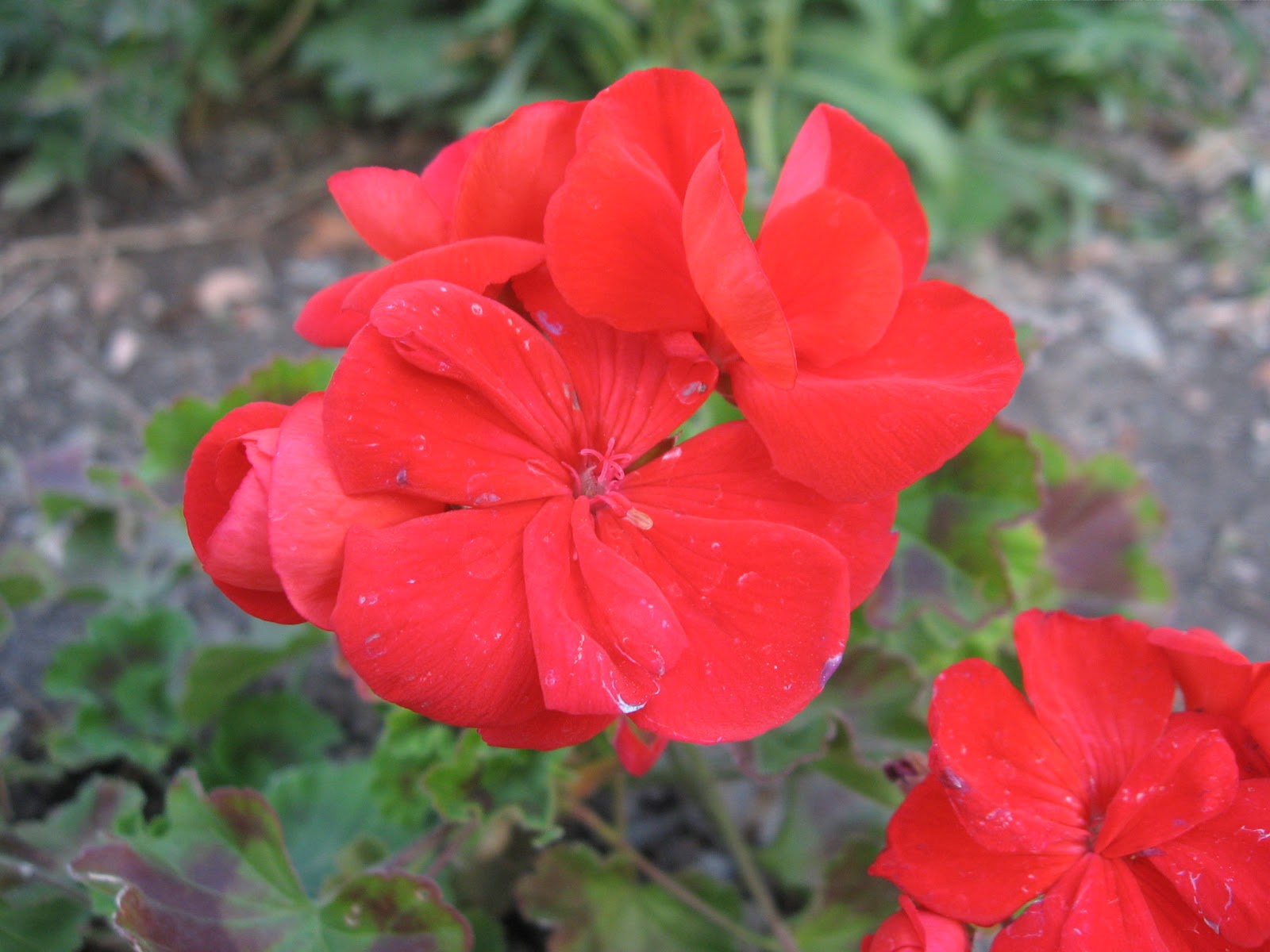 Cittaslow Botanik Park: SARDUNYA ÇİÇEKLERİ ( Pelargonium )