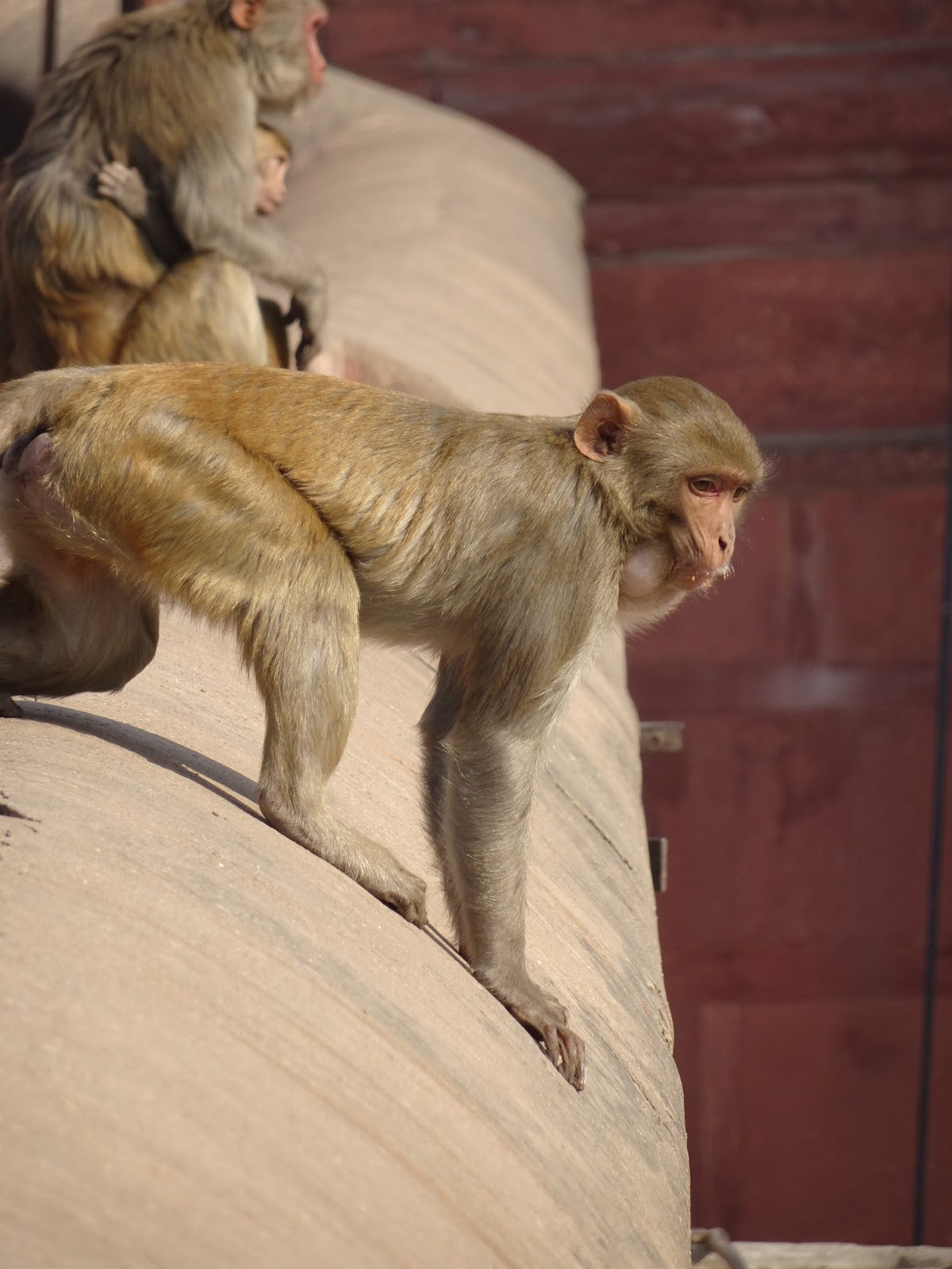 Vintage Vixen: Mughal Magic - Exploring Agra Fort and Fatehpur Sikri