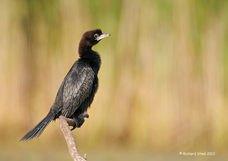 Wildlife Photographic Journals: August 2012