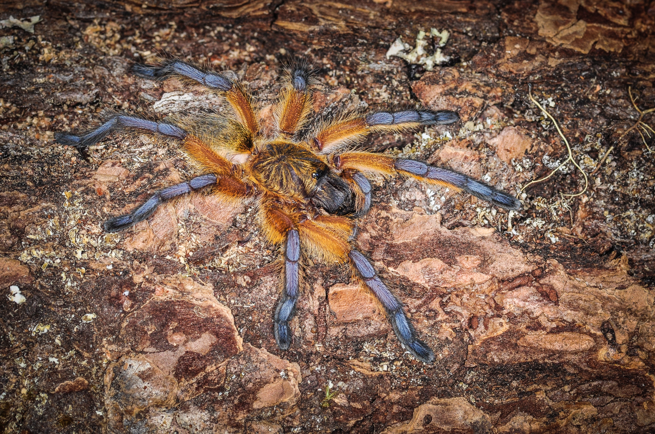 Kiss My Big Hairy Spider: #119 - HAPPY BIRTHDAY: THE TALE OF THE GOLDEN ...