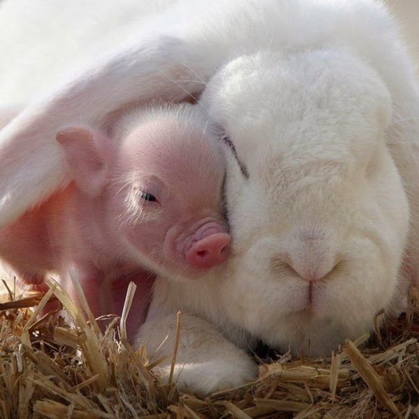 Heartwarming Pictures of Baby Pigs ~ Cars 2015 Pics Hub