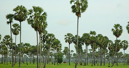 Importance of Palm Trees - Other the world