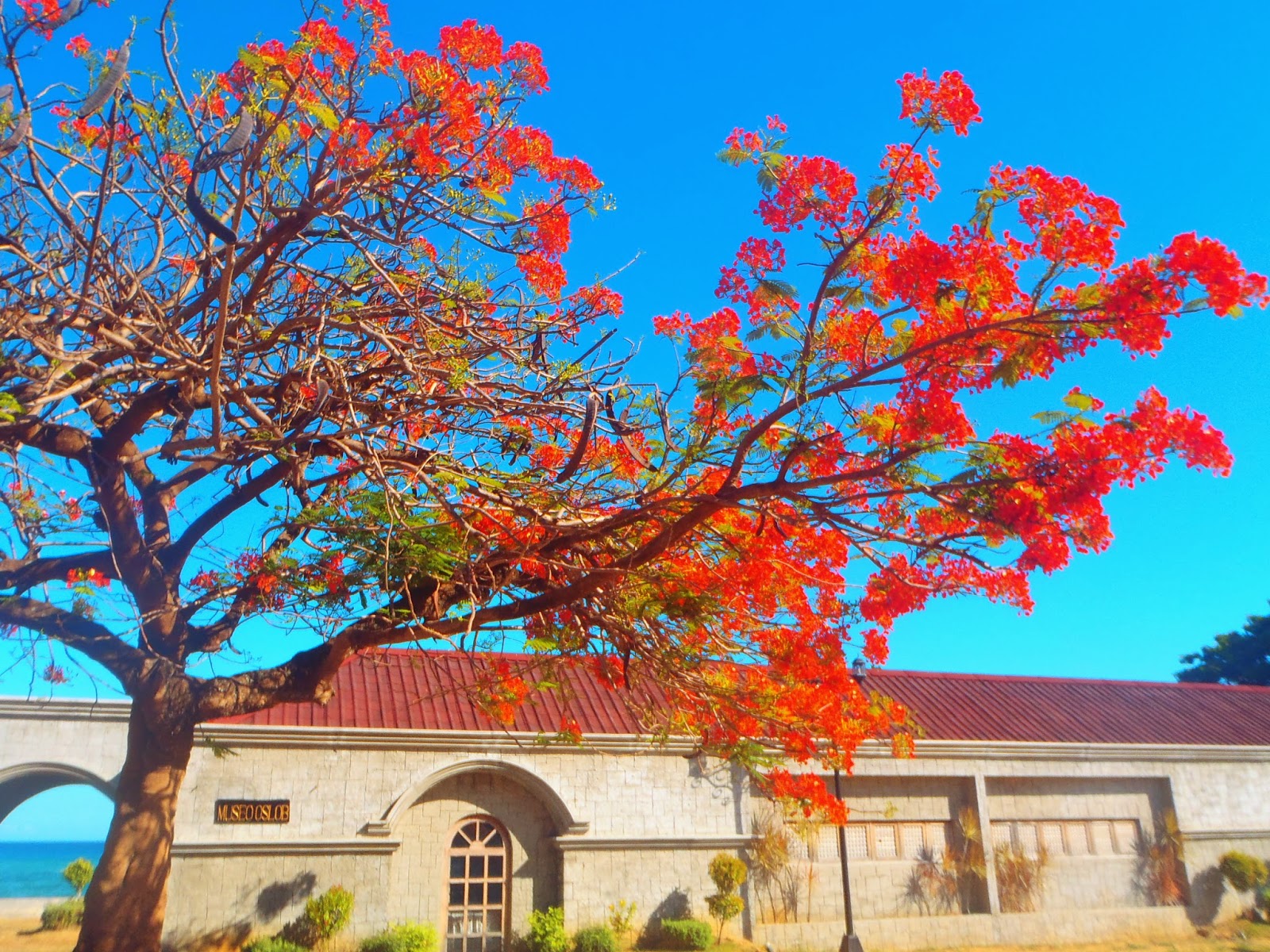 Oslob: Immaculate Conception Church, Coral Cuartel and Gates and Museum