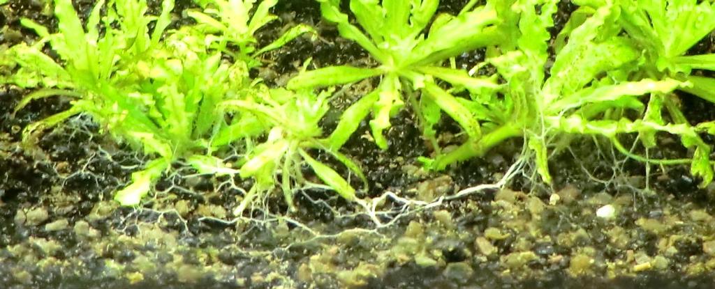 The Fishtank: Slime mold in the Aquarium