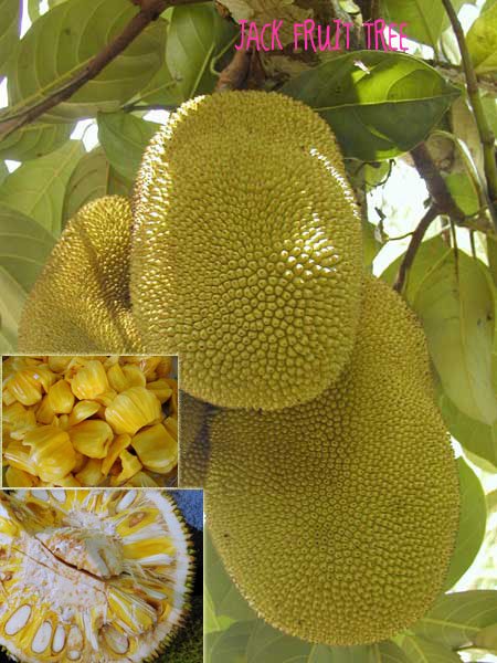 Chakka Varatti / Jack Fruit Jam ~ Minu's Kitchen