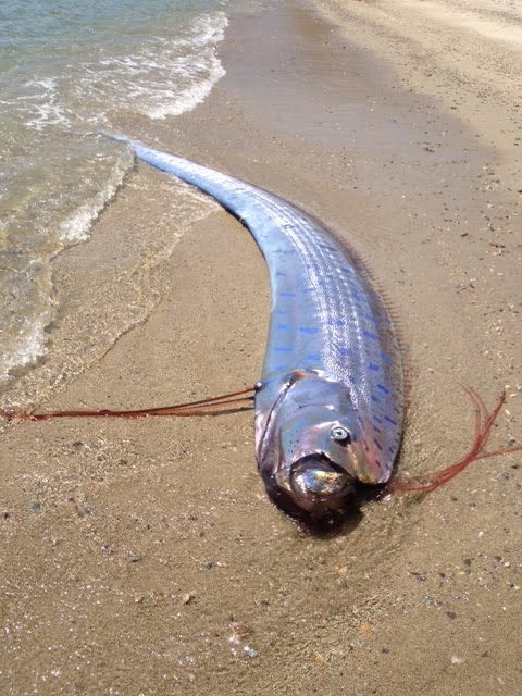 Baja Anglers: Oar fish