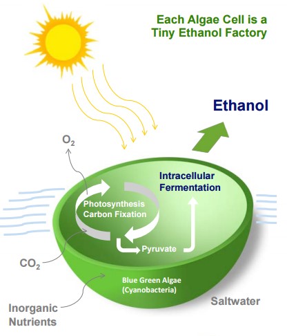 The pilot-scale Integrated Biorefinery of Algenol