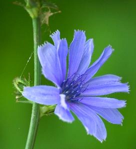 Sanatatea din farmacia Domnului: CICOAREA