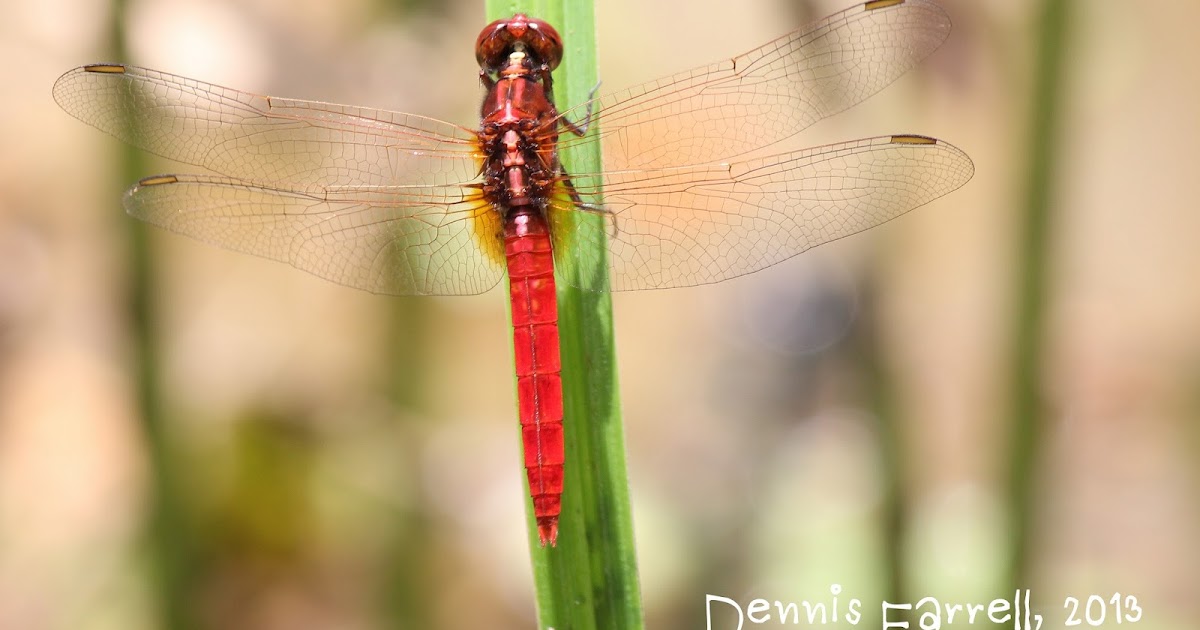 Dragonflies & damselflies of Thailand: 86. Rhodothemis rufa (Rambur, 1842)