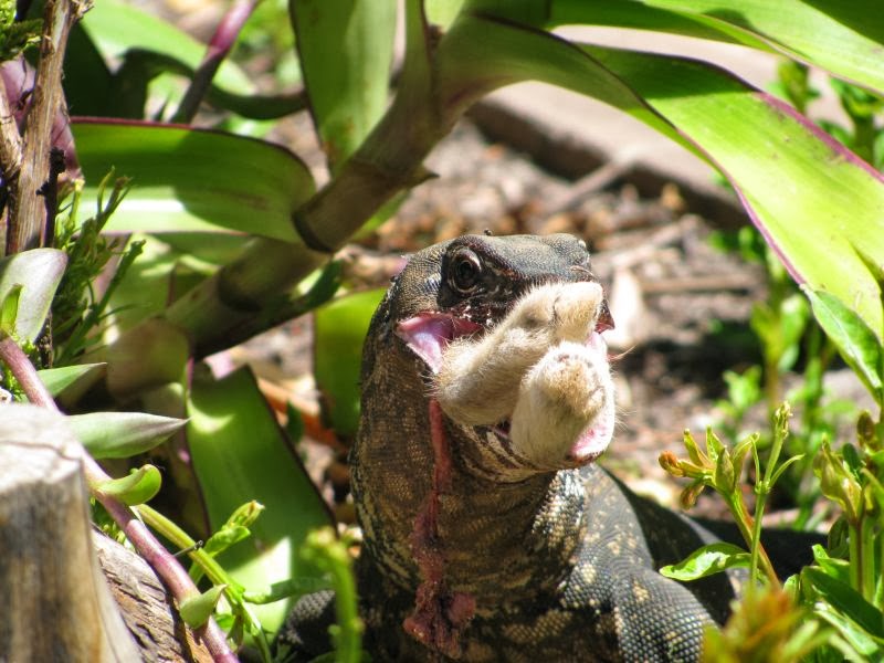 Wild About...: A "vision splendid" for Manly Creek