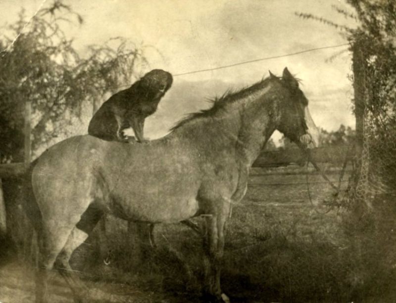 40 Adorable Vintage Pictures That Capture Lovely Moments of Animals ...