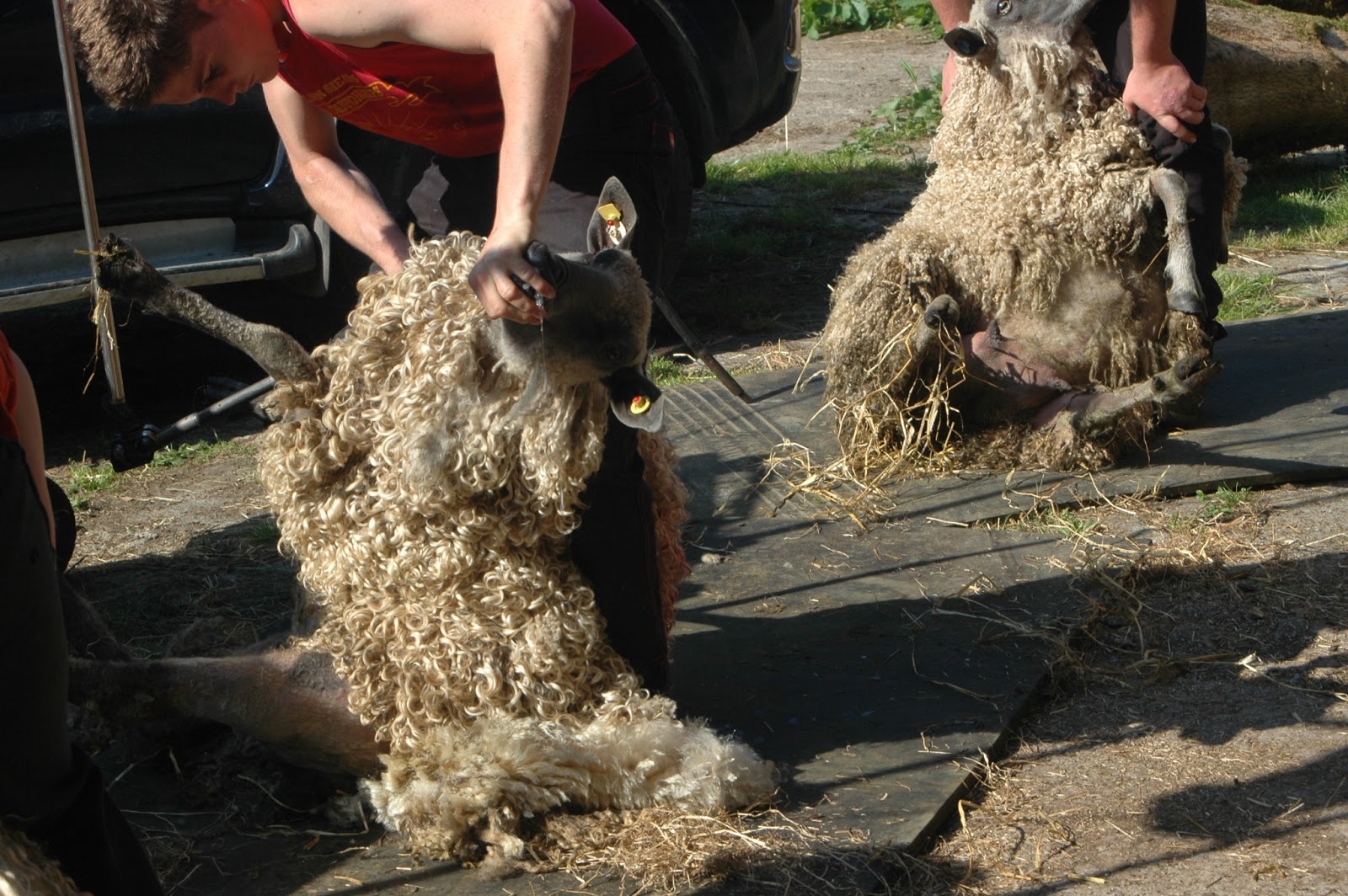 Markree Wool Craft: Shearing the Sheep