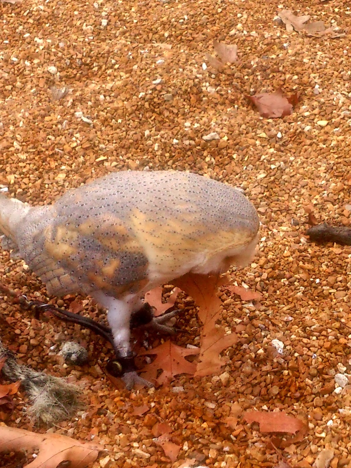 World Bird Sanctuary: Meet Barnaby
