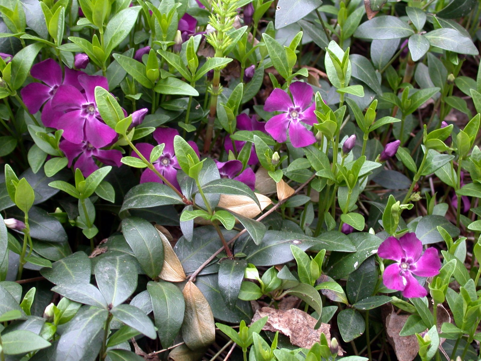 Carnet naturaliste: Petite Pervenche