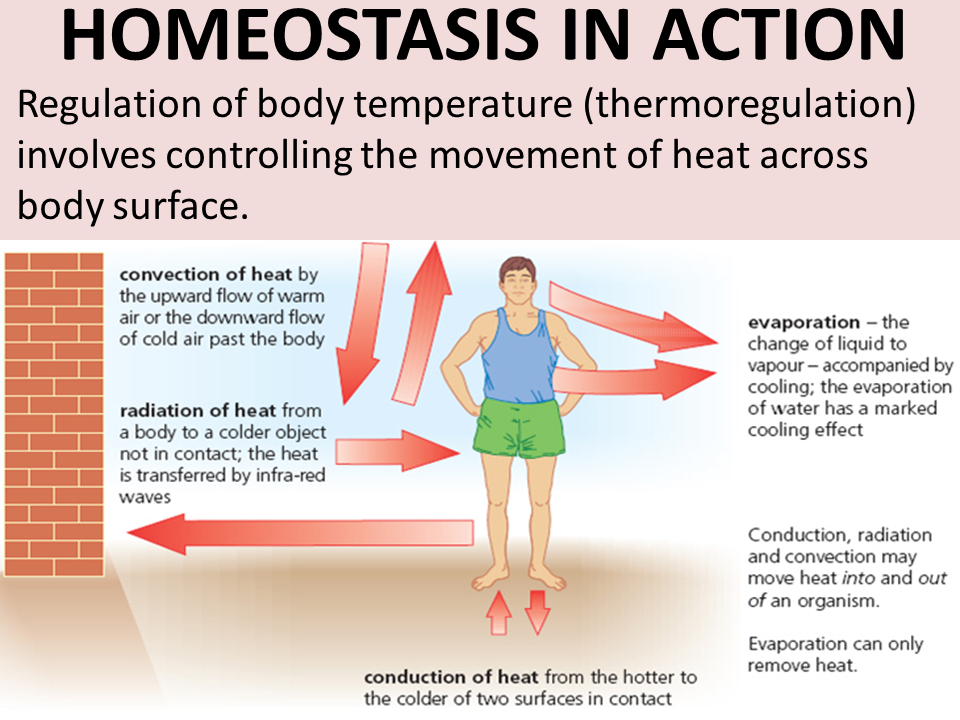 Grade 12: Chapter 3 - HOMEOSTASIS