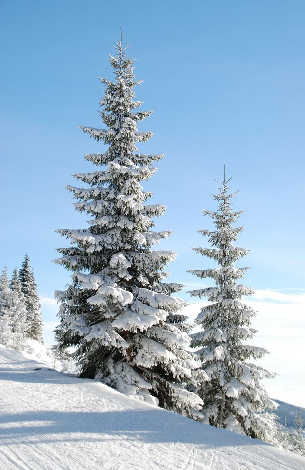 Ilmaisia kuvituskuvia: Talvimaisema