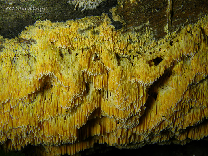 Anybody Seen My Focus?: Orange Sponge Polypore (Pycnoporellus alboluteus)?