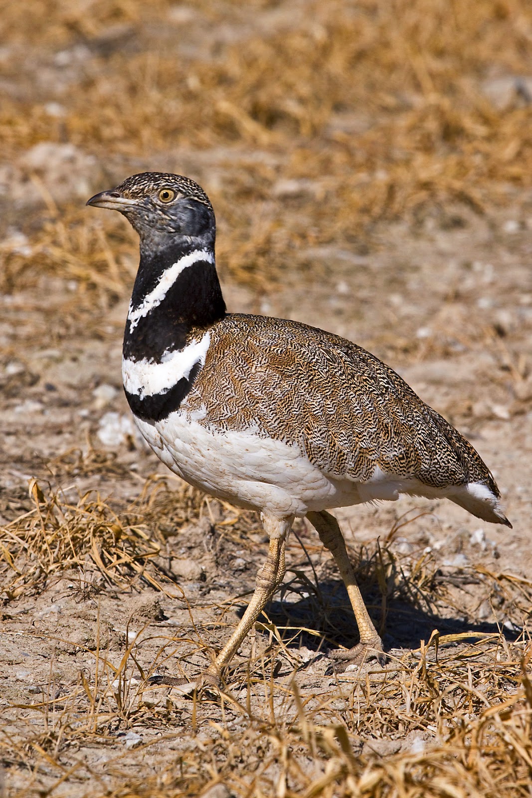 PETER'S PORTFOLIO..............Bird & Wildlife Photography: Little Bustards
