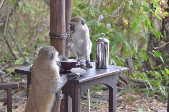 Nomad | Monkeys on a sugar rush.