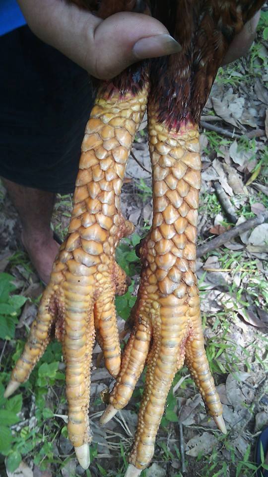 Rooster World: Perfect Shanks