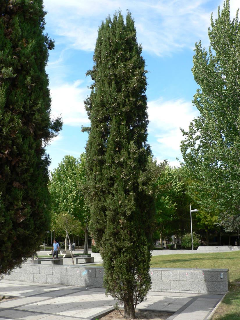 Á R B O L E S (T R E E S): Cupressus sempervirens L (CIPRÉS COMÚN)