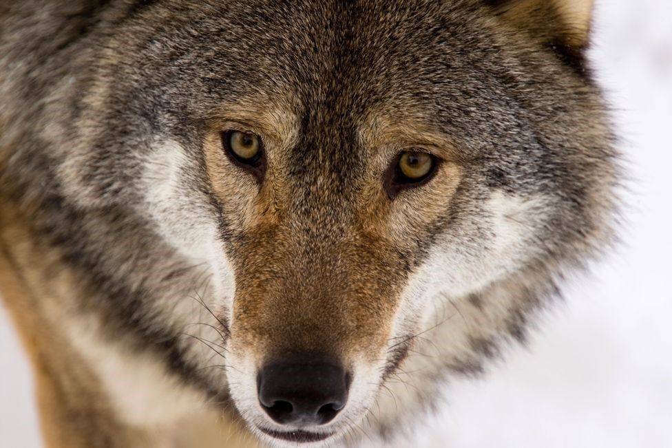 Bloguiller: WOLVES IN SCOTLAND