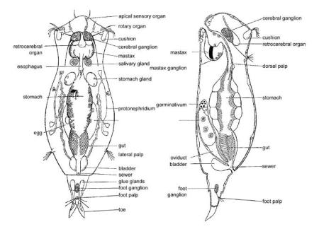 Makalah Phylum Rotifera