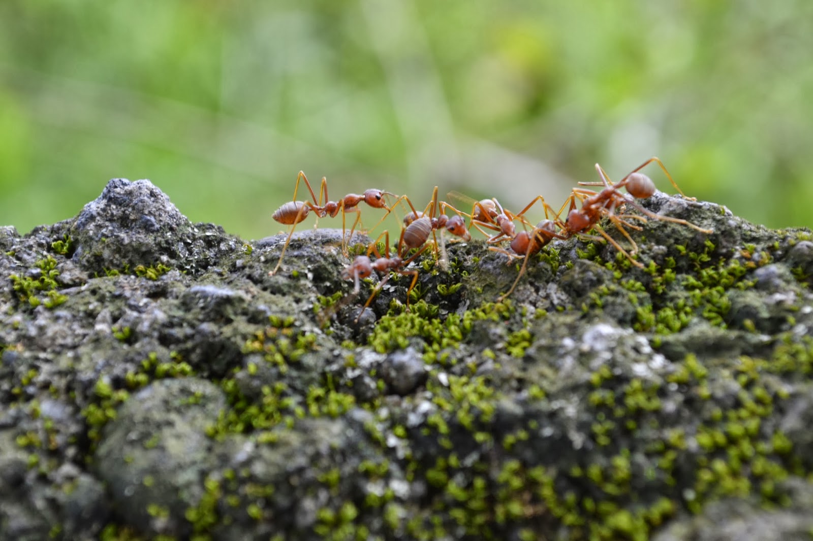 PowerStory: Semut Merah