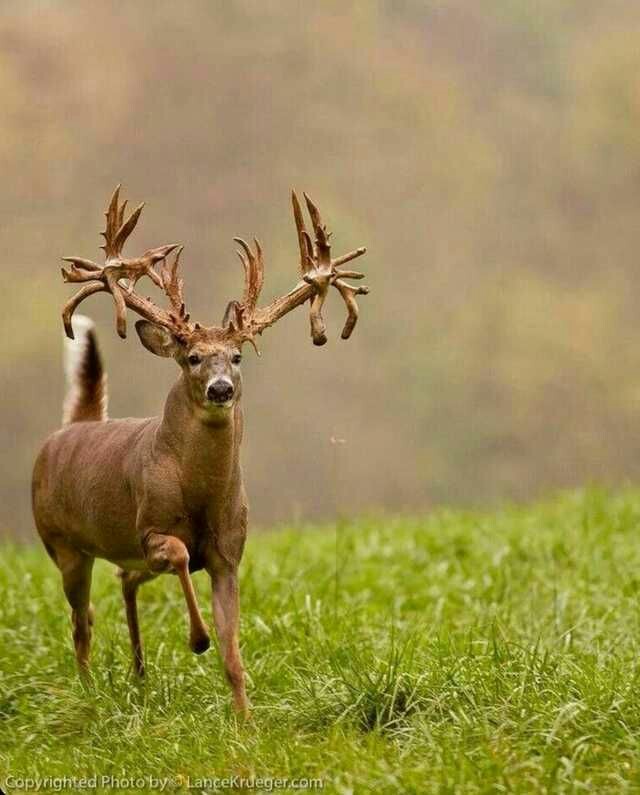 Beautiful deer
