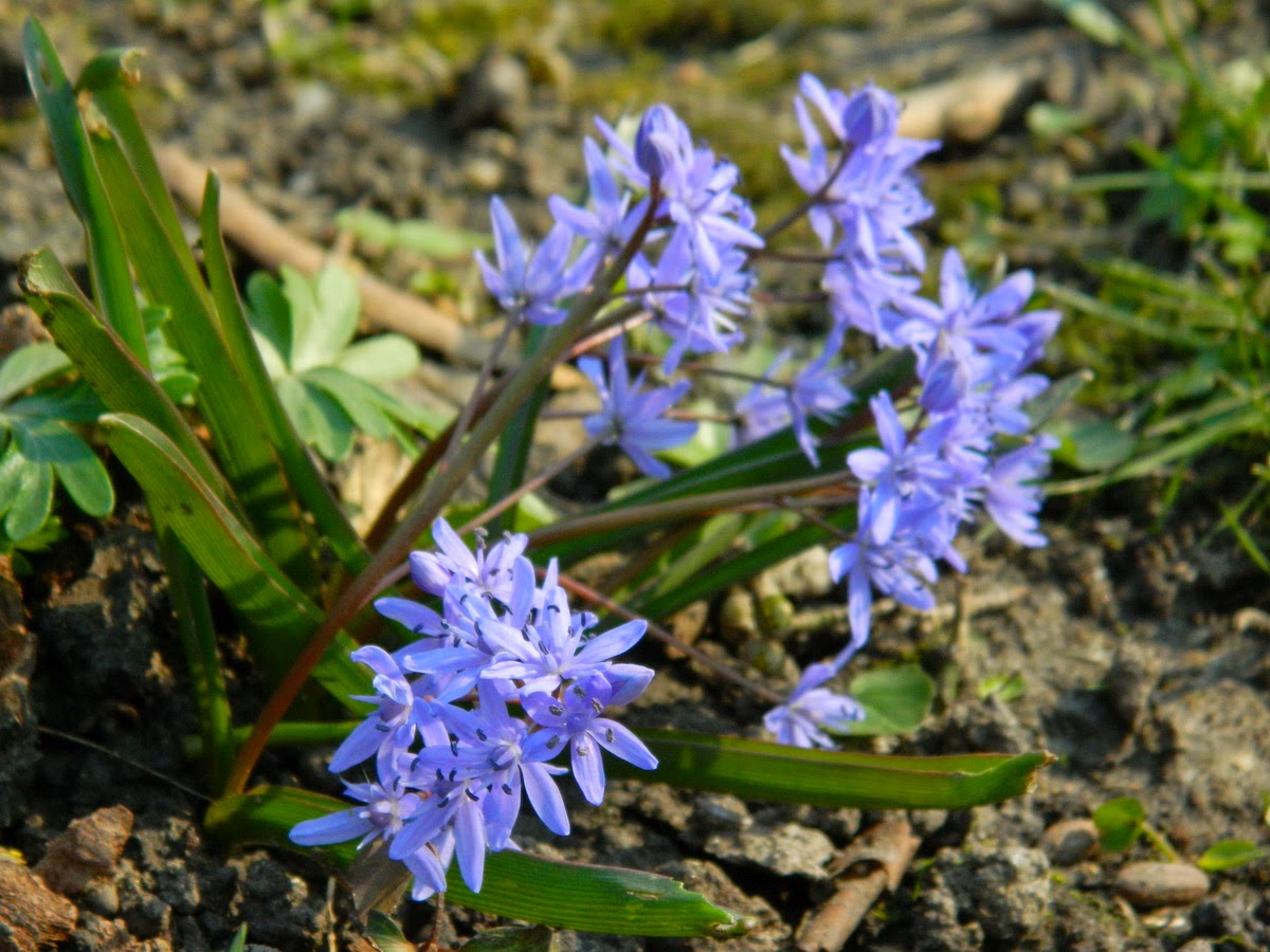 LA MULTI ANI, ROMANIA!: Viorele