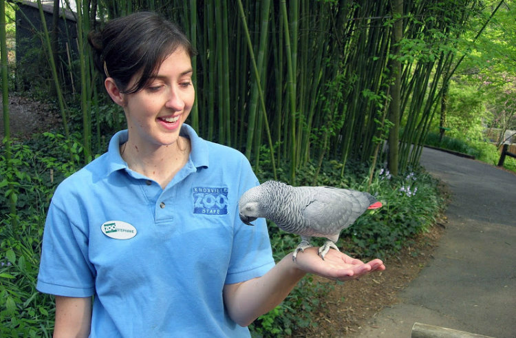 Einstein, the African Grey Parrot from Knoxville Zoo, Gave a TED Talk
