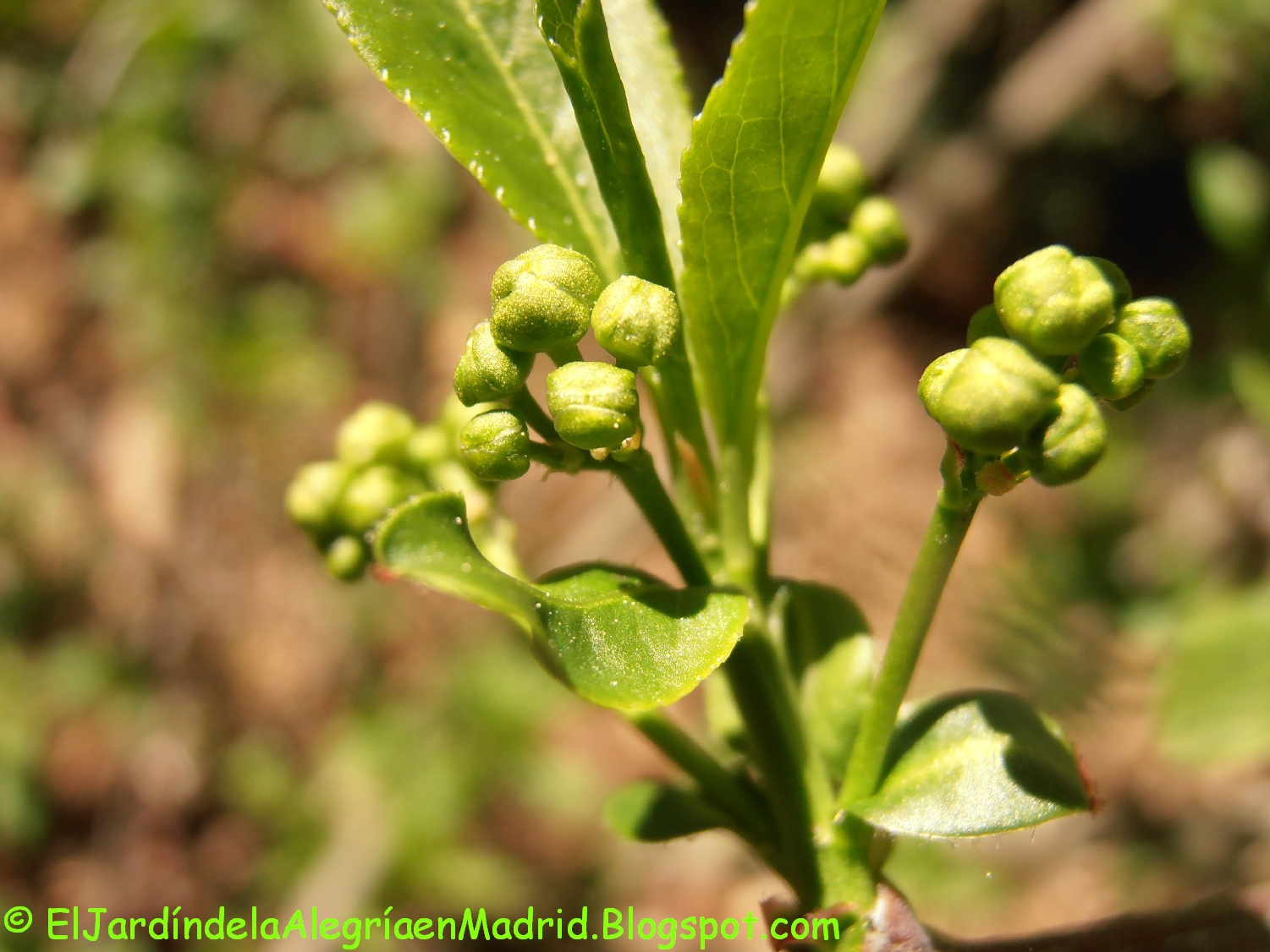 El jardín de la alegría : Pulgón negro (Aphis fabae) en Euonymus europaeus