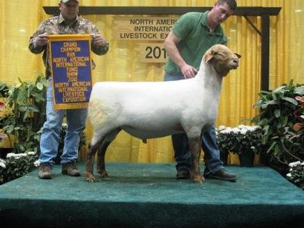 Little Hills Sheep Ranch: About The Tunis Sheep Breed