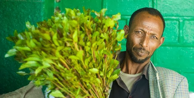 Miraa Industry To Begin Making Miraa Juice - Nipashe News