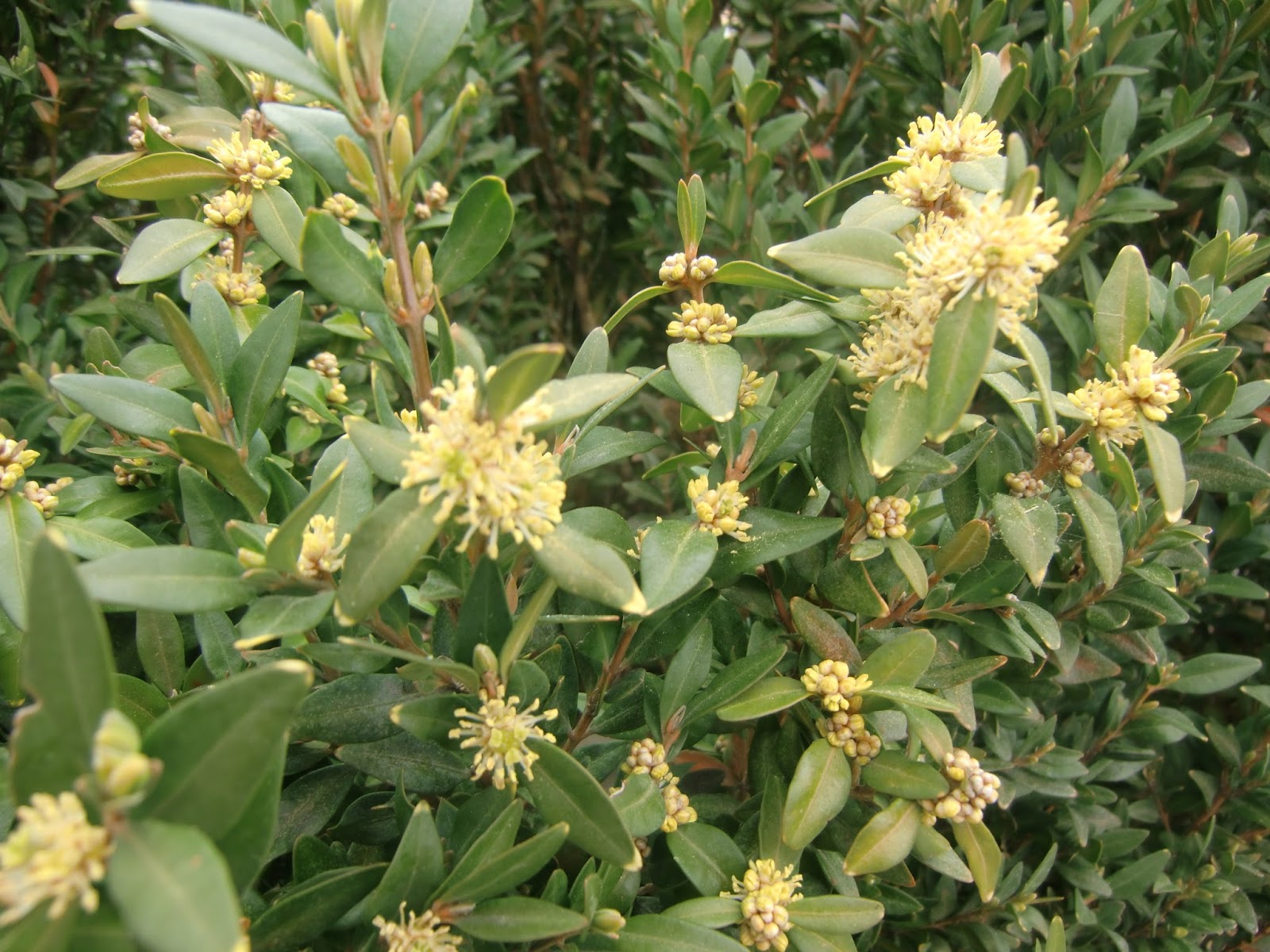 Plantas de Huerta Otea, Salamanca: Boj común (Buxus sempervirens)