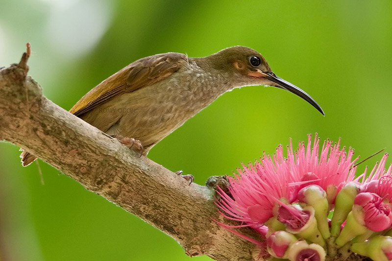 Romy Ocon's Wild Birds of the Philippines: Largest Philippine sunbird ...