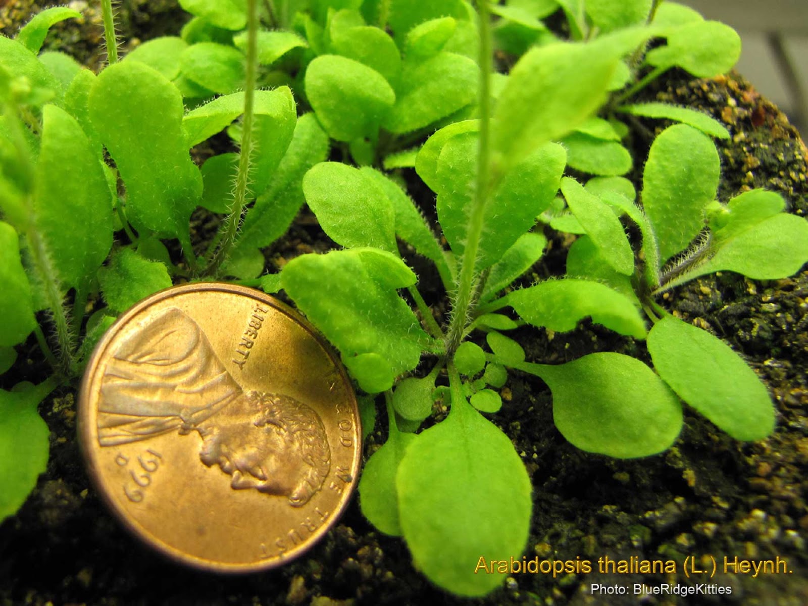 Medicinal Plants: Arabidopsis thaliana Part-1