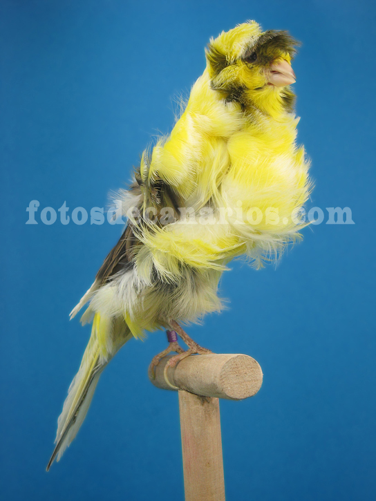 LOS CANARIOS DE POSTURA: Canarios Rizados (1)
